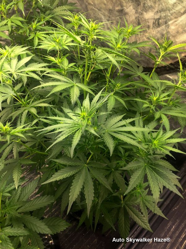 Auto Skywalker Haze grow diary: 280g harvest in 85 days | Dutch Passion