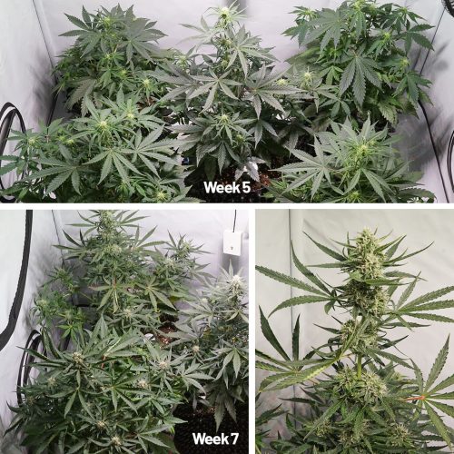 Auto Cinderella Jack Week by Week Flowering (Video) | Dutch Passion