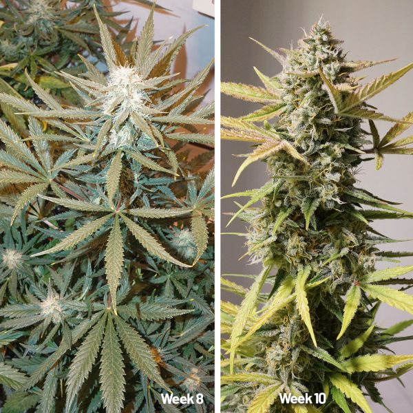 Auto Cinderella Jack Week by Week Flowering (Video) | Dutch Passion