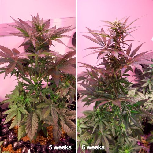 Auto Colorado Cookies Week by Week Flowering (Video) | Dutch Passion