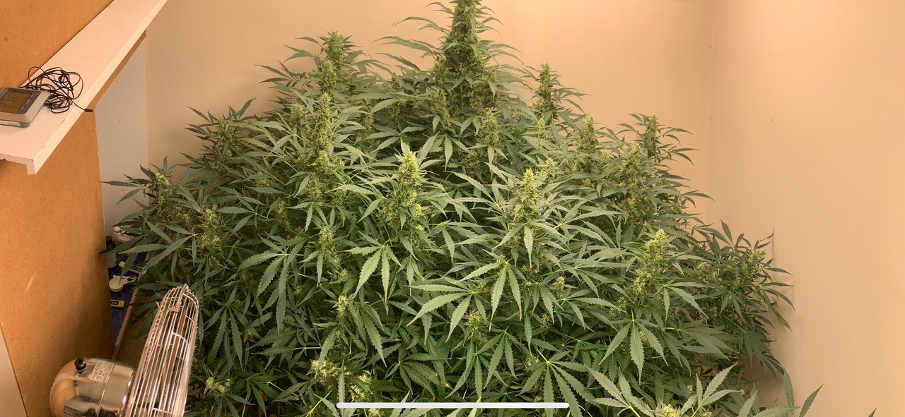 Récolte incroyable de 850-900g avec une seule plante Auto Ultimate!