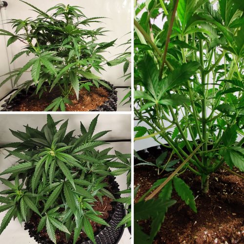 Auto Mimosa Punch Week by Week Flowering Cannabis | Dutch Passion