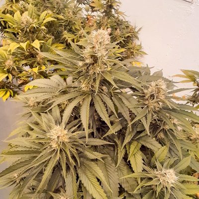 When and how to harvest CBG cannabis buds | Dutch Passion