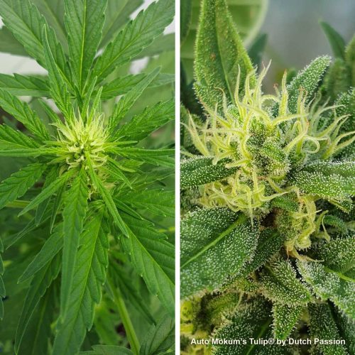 Auto Mokum’s Tulip greenhouse grow review | Dutch Passion