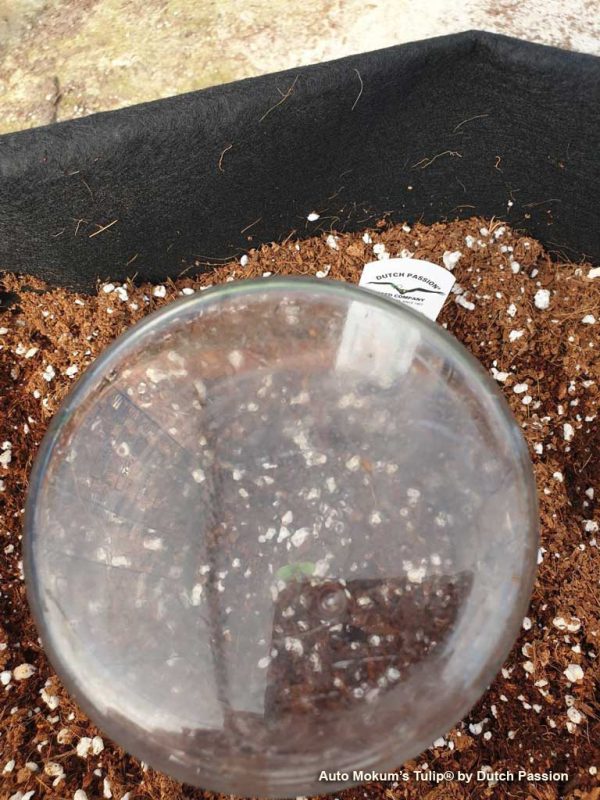 Auto Mokum’s Tulip greenhouse grow review | Dutch Passion
