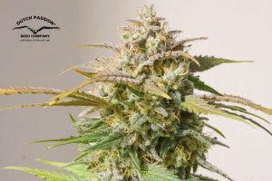 7 Tips to Improve Potency of Homegrown Cannabis | Dutch Passion