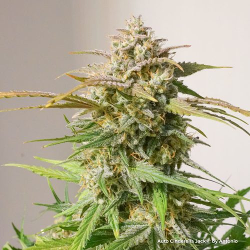 Auto Cinderella Jack 25 % THC Indoor-Erntebericht | Dutch Passion