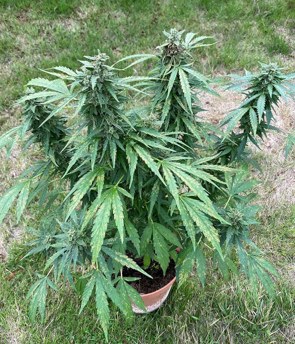 Pruning Cannabis Plants - Why, How, and When | Dutch Passion