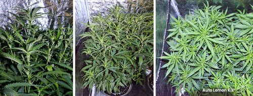 Auto Lemon Kix 244.5g Single Plant Harvest by TeeHee | Dutch Passion