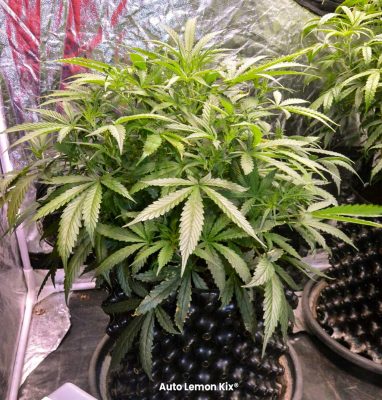 Auto Lemon Kix 244.5g Single Plant Harvest by TeeHee | Dutch Passion