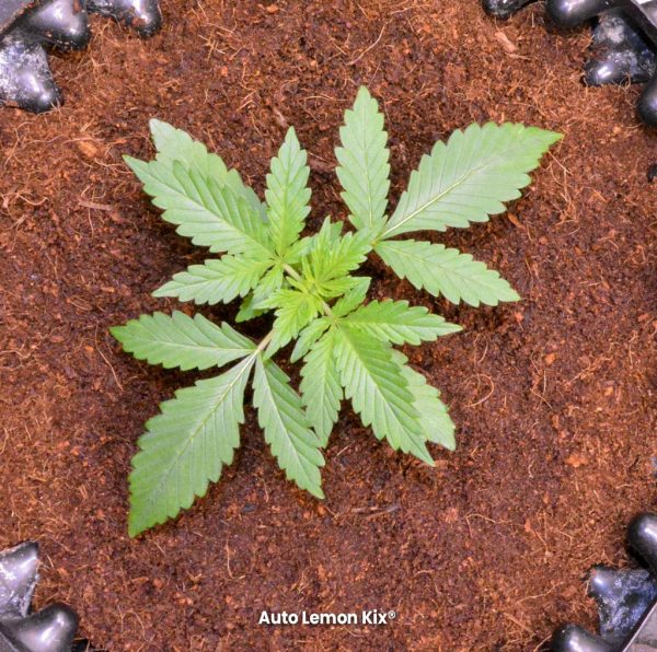 Auto Lemon Kix 244.5g Single Plant Harvest by TeeHee | Dutch Passion