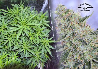 Auto Lemon Kix 244.5g Single Plant Harvest by TeeHee | Dutch Passion