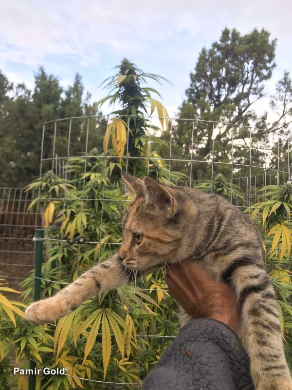 Pamir Gold 450g harvest at 2100m above sea level! | Dutch Passion