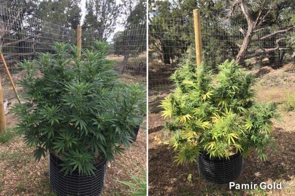 Pruning Cannabis Plants - Why, How, and When | Dutch Passion