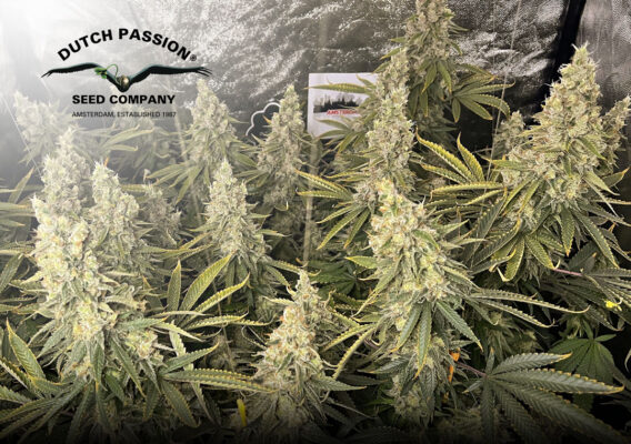 Amsterdam Amnesia 300g+ single-plant harvest | Dutch Passion