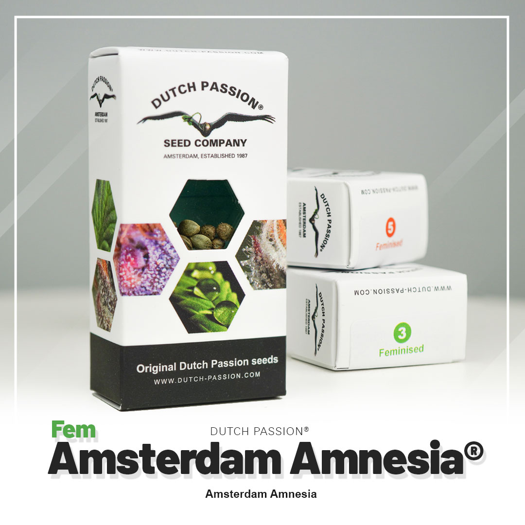 Amsterdam Amnesia 300g+ single-plant harvest | Dutch Passion