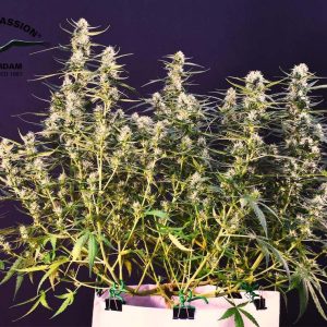 Cannabis Grow Reports From Seed to Harvest | Dutch Passion