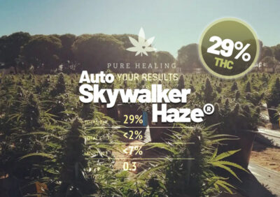 Growing Cannabis in Tropical Climates | Dutch Passion