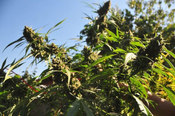 How to Grow Cannabis Outdoors in France | Dutch Passion