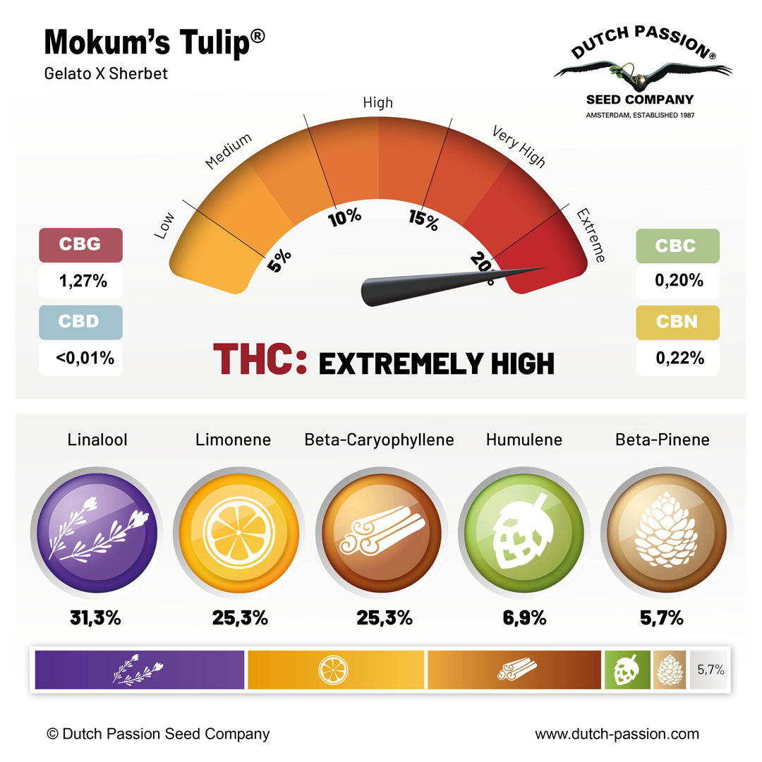 Mokum's Tulip Harvest with Over 25% THC (lab tested) | Dutch Passion