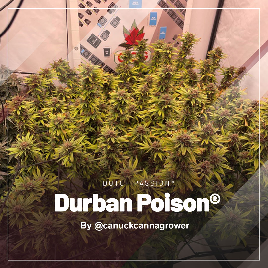 Durban Poison First Grow Delivers 328g of Banging Buds | Dutch Passion