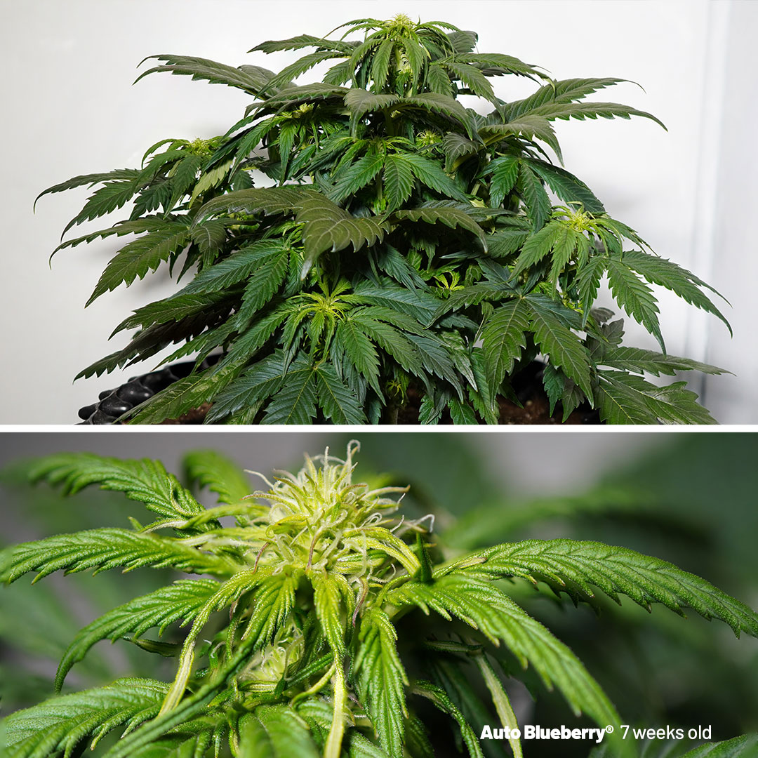 Auto Blueberry Seed to Harvest Diary (Video) | Dutch Passion