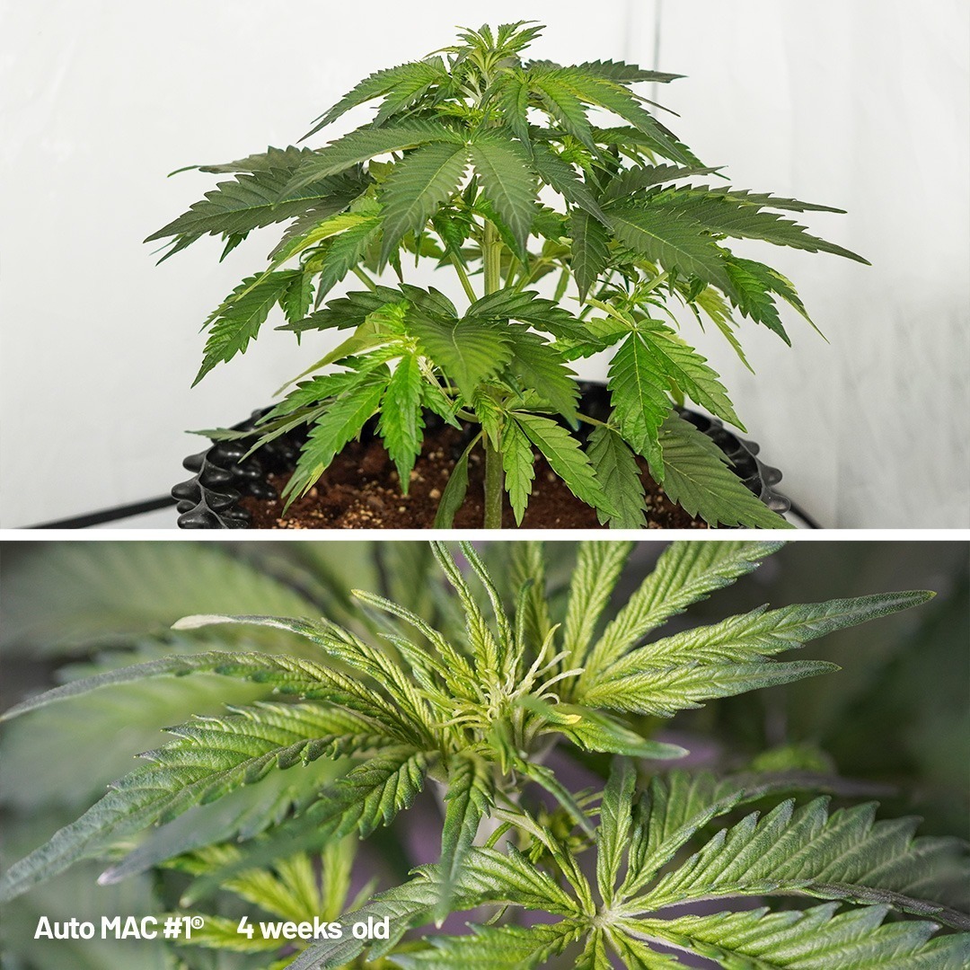 Auto MAC #1 Cannabis Seed to Harvest Diary (Video) | Dutch Passion