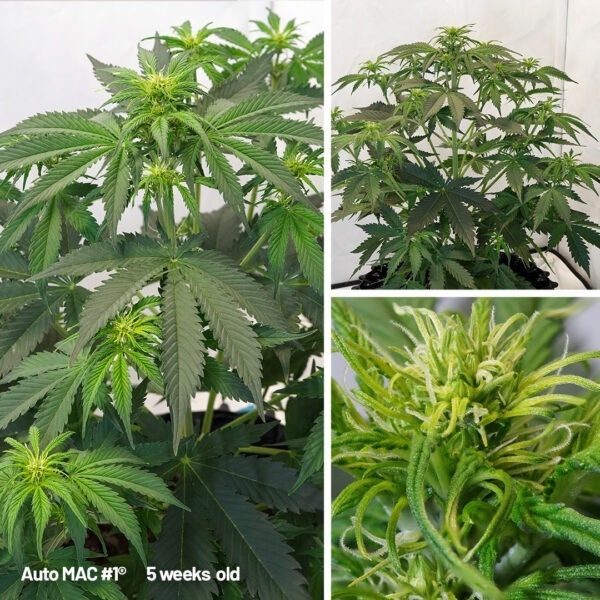 Auto MAC #1 Cannabis Seed to Harvest Diary (Video) | Dutch Passion