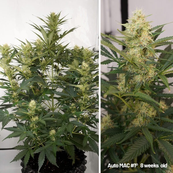 Auto MAC #1 Cannabis Seed to Harvest Diary (Video) | Dutch Passion