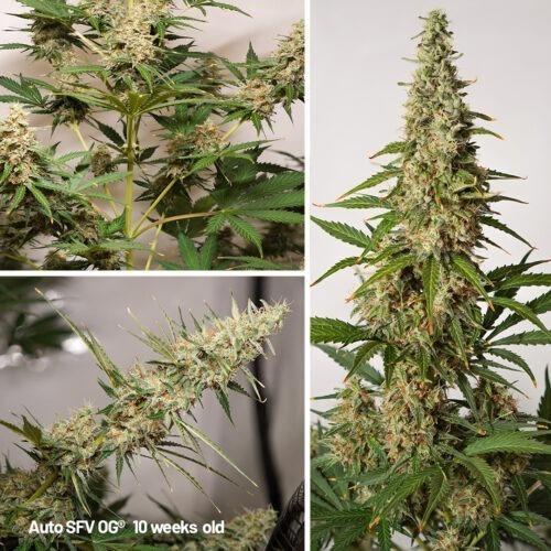 Auto SFV OG Seed to Harvest Diary (Video) | Dutch Passion