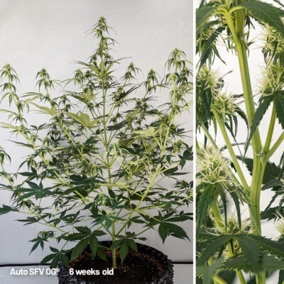 Auto SFV OG Seed to Harvest Diary (Video) | Dutch Passion