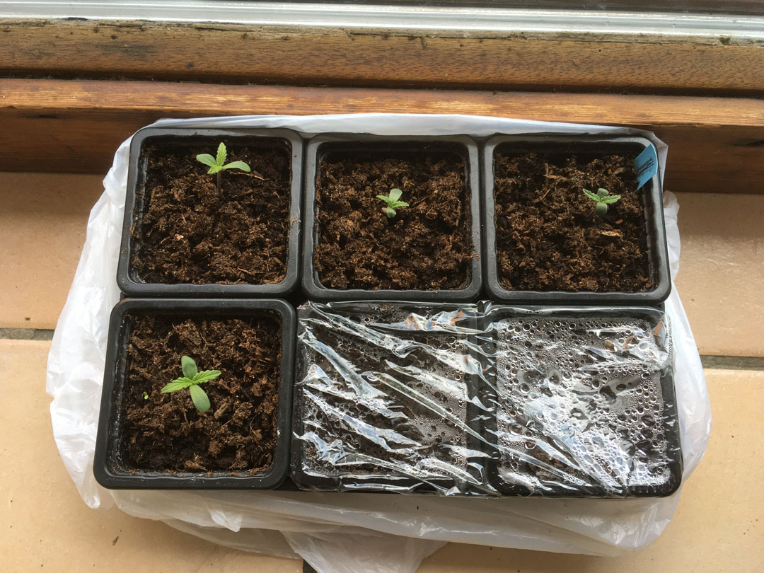 Growing Cannabis on a Windowsill Step-by-Step Guide | Dutch Passion