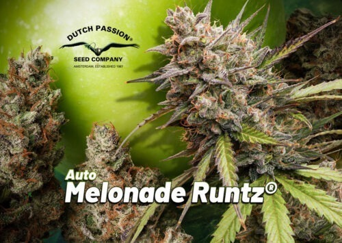 Auto Melonade Runtz Grow Report by The Artist | Dutch Passion