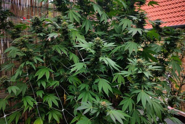Durban Dew outdoor grow report by Mrs_Larimar | Dutch Passion