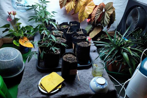 Durban Dew outdoor grow report by Mrs_Larimar | Dutch Passion