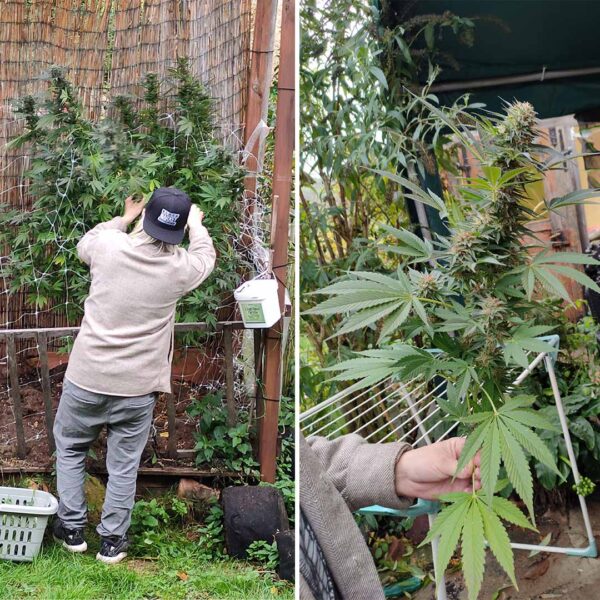 Durban Dew outdoor grow report by Mrs_Larimar | Dutch Passion