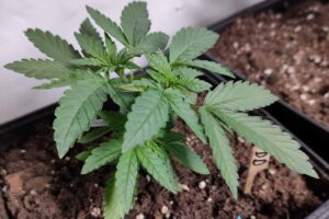Durban Dew outdoor grow report by Mrs_Larimar | Dutch Passion