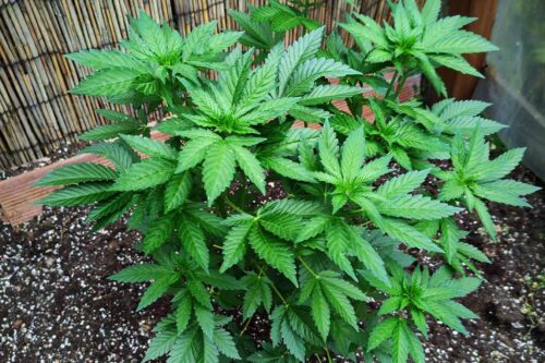 Durban Dew outdoor grow report by Mrs_Larimar | Dutch Passion