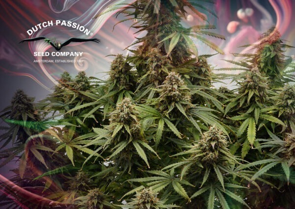 Auto Euforia 110g-harvest from a single plant | Dutch Passion