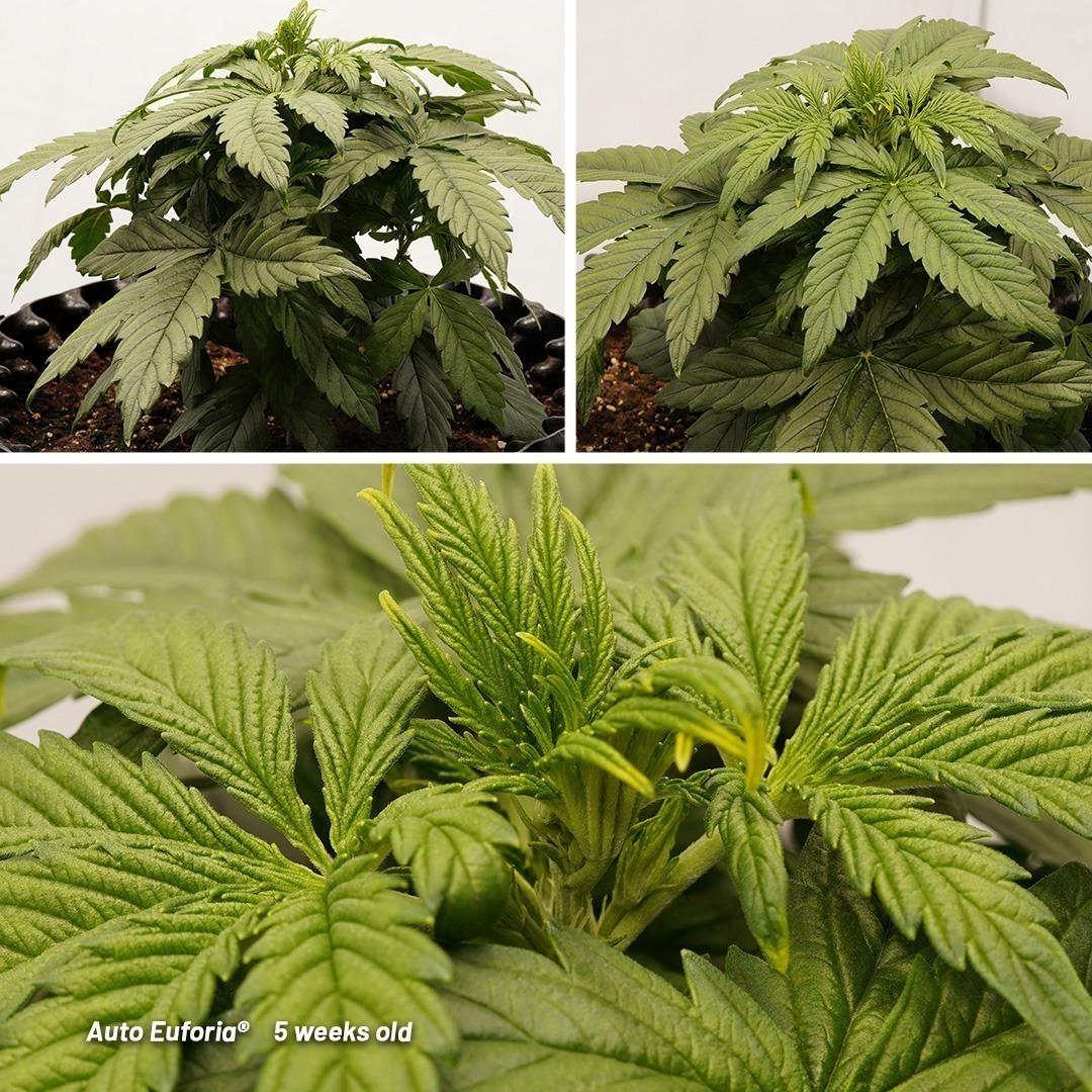 Auto Euforia 110g-harvest from a single plant | Dutch Passion