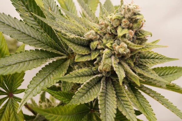 Melonade Runtz Indoor Grow Report by The Artist | Dutch Passion