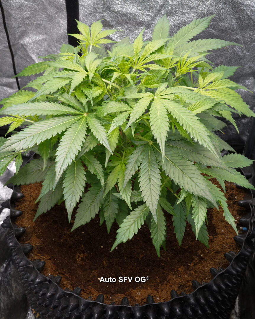 How the 2023 Highlife Cup Winner Auto SFV OG was grown