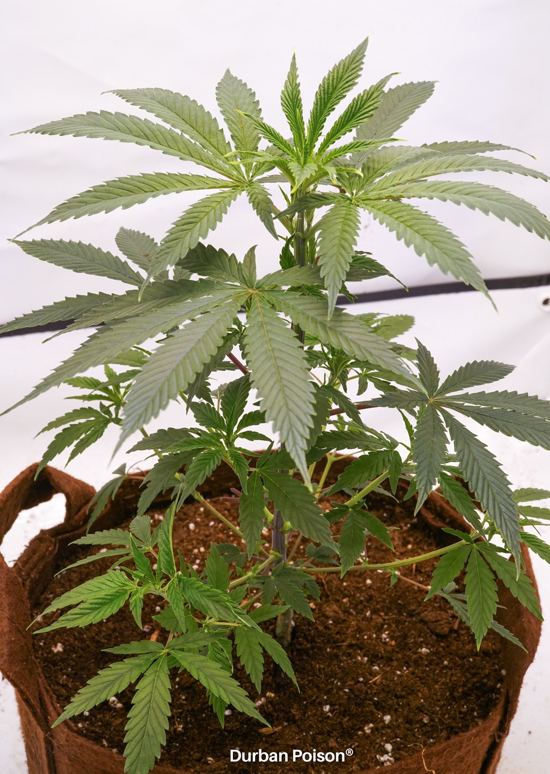 Durban Poison successful grow despite Thrips | Dutch Passion