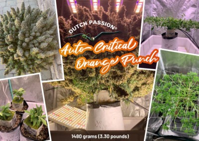 Auto Critical Orange Punch 1.4Kg dry harvest! | Dutch Passion