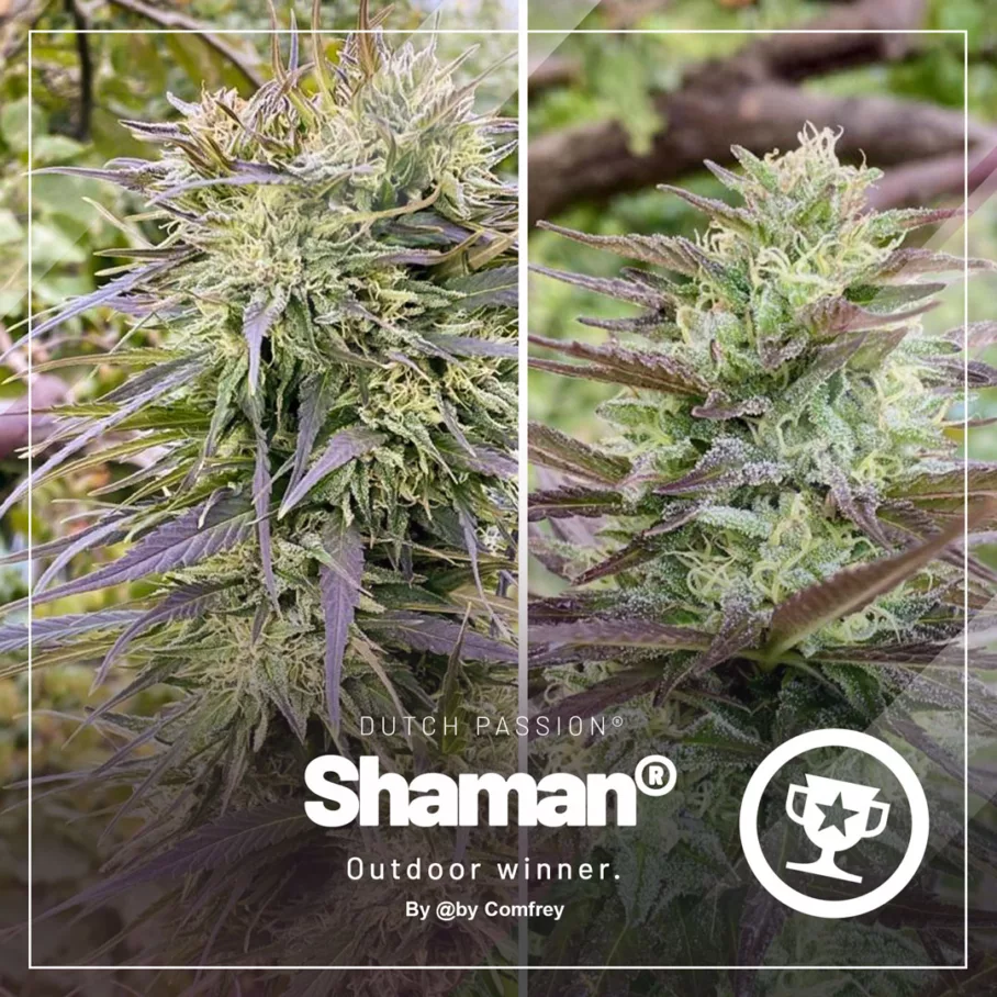 2025 Grow Diaries Outdoor Contest Winners | Dutch Passion