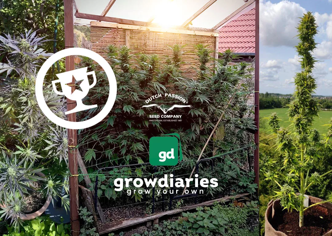 2025 Grow Diaries Outdoor Contest Winners | Dutch Passion