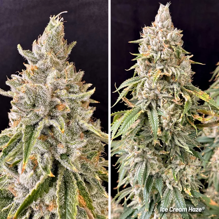 Ice Cream Haze Anbau – 250 g Ertrag & 15 % Rosin-Ausbeute